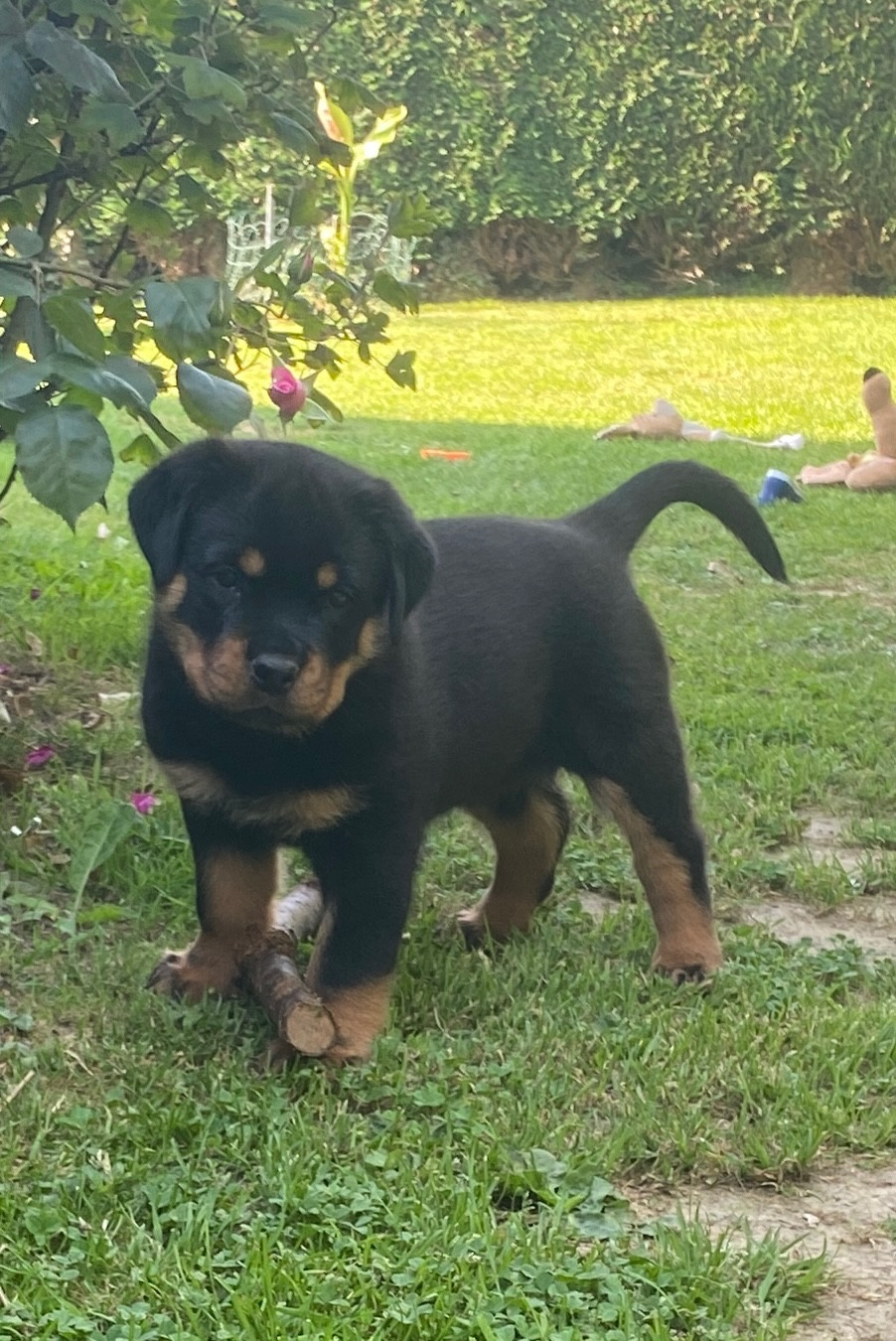 Chiots - Elevage Von Den Vieren Satt - eleveur de chiens Rottweiler